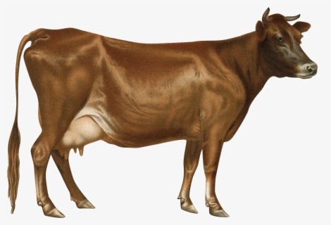 Red Cow Svg Clip Arts - Cartoon Cow Transparent Background , Free ...