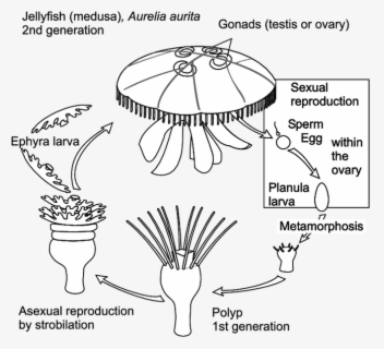 This Diagram Shows Cycle Of Adolescence - Human Life Cycle Drawing ...