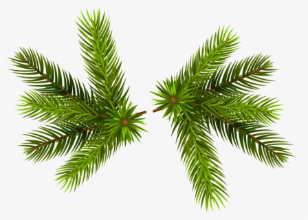 Transparent Pine Trees Clipart - Transparent Background Pine Tree ...
