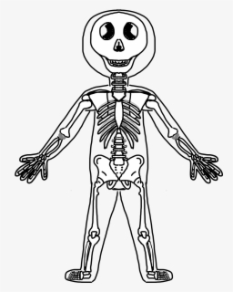 Human Body Skeleton Clipart - Draw Skeletal System Cartoon , Free ...