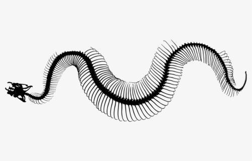 Giant Snake Skeleton Commission - Snake Skeleton Line Drawings , Free ...