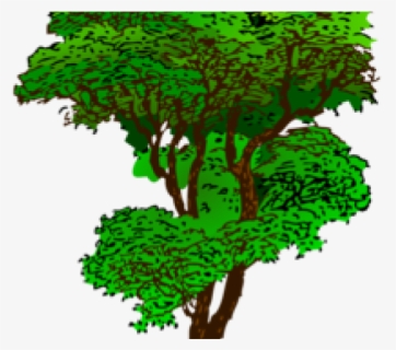 Tropical Rainforest Tree Clipart , Free Transparent Clipart - ClipartKey