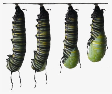 Free Caterpillar Clip Art with No Background - ClipartKey