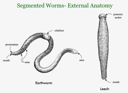 Anatomy Of Earthworms Lifeinharmony - Longitudinal Section Of Earthworm ...