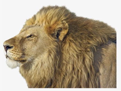 Download Transparent Roar Clipart - Golden Lion No Background - ClipartKey