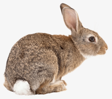 Rabbit Ready To Jump Transparent Png - Side View Of A Rabbit , Free ...