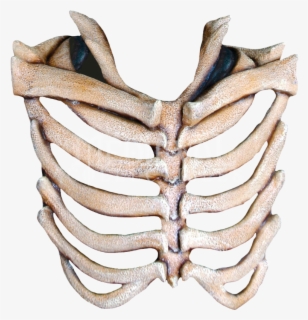 Rib Cage Png Transparent Images , Free Transparent Clipart - ClipartKey