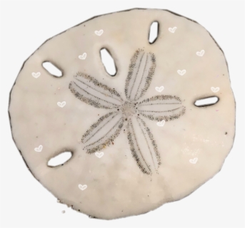 Free Sand Dollar Clip Art with No Background - ClipartKey