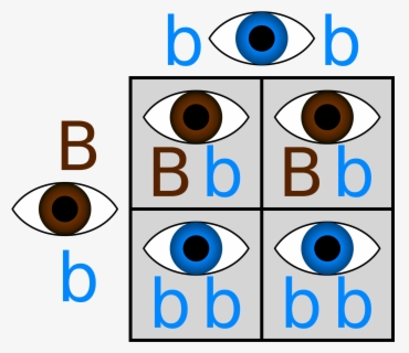 Population Biology Visionlearning Blue - Punnett Square Eye Color Brown ...
