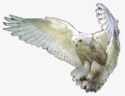 #harrypotter #hedwig #owl - Flying Owl Png , Free Transparent Clipart ...