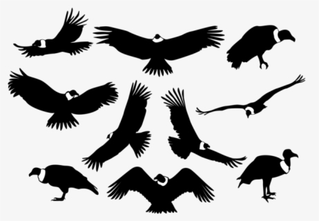 Condor Vector Clipart - Escudo De Colombia Svg , Free Transparent ...