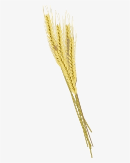 Barley Png Transparent Image Png Icon - Barley Png , Free Transparent ...