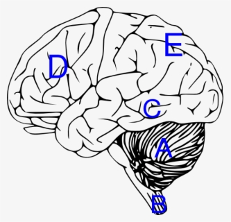 Clip Art Frontal Anatomy - Ventromedial Prefrontal Cortex , Free ...