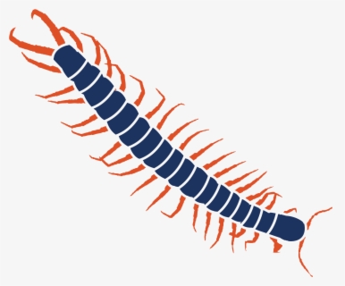Millipedes Centipedes House Insect Centipede Graphics - Centipede Clip ...
