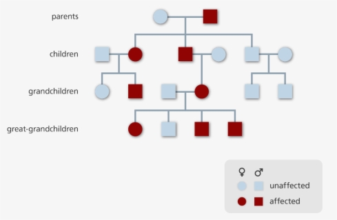 A Diagram Showing The Inheritance Pattern Of A Modified , Free ...