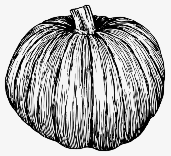 Transparent Vine Vector Png - Black And White Pumpkin Illustration ...