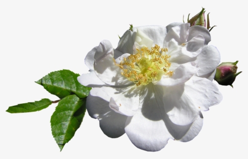 Single White Rose Png - White Rose Png Transparent , Free Transparent ...