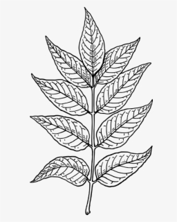 Line Art,plant,flora - Neem Tree Leaf Drawing , Free Transparent ...