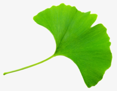Transparent Ginkgo Tree Png - Ginkgo Biloba Clipart Png , Free ...