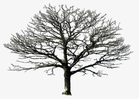 Free Bare Trees Clip Art with No Background - ClipartKey