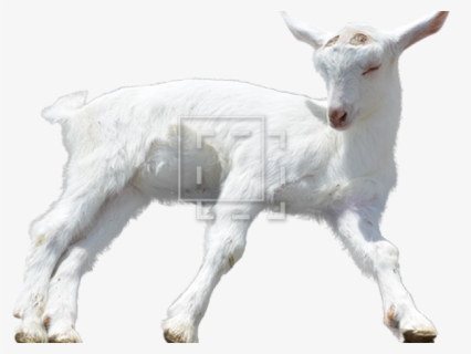 Free Cute Goat Clip Art with No Background - ClipartKey