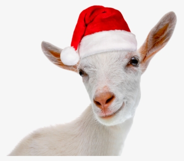 Clip Art Yule Card Greeting Note - Christmas Goat Png , Free ...