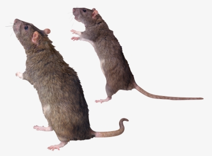 Download Transparent Cartoon Rat Png - Cartoon Mouse Transparent ...