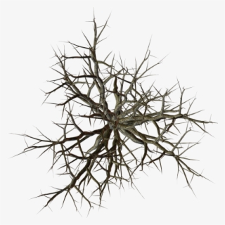 Dead Tree Top View , Free Transparent Clipart - ClipartKey