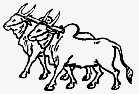 Transparent Oxen Clipart - Cartoon , Free Transparent Clipart - ClipartKey