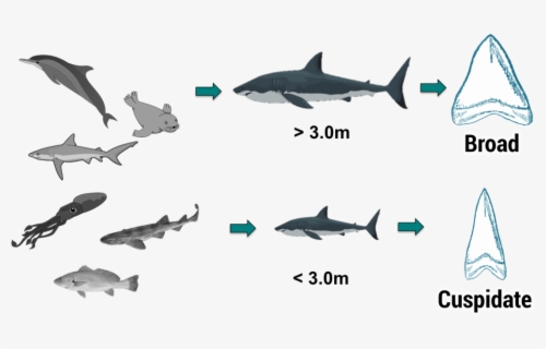 Free Chains Clip Art with No Background - ClipartKey