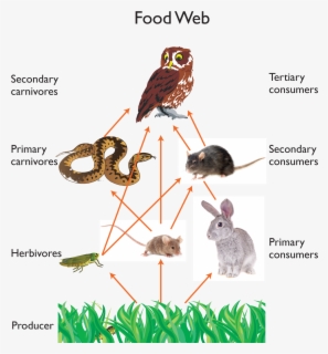 Honey Bee Food Chain - Food Chain With Bees , Free Transparent Clipart ...