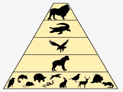 Picture - Food Chain To Draw , Free Transparent Clipart - ClipartKey