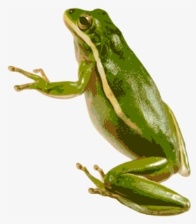 Australian Green Tree Frog Clip Art - Silhouette Tree Frog Clip Art ...