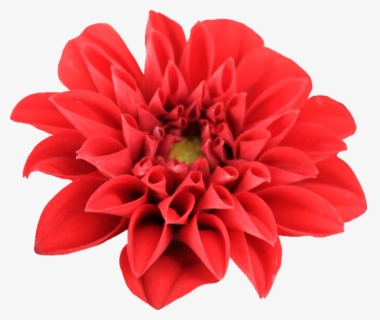 Free Single Flower Clip Art with No Background - ClipartKey