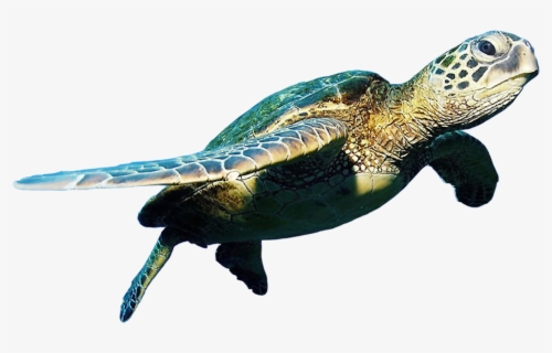 Cartoon Png Clip Art - Transparent Background Turtle Clip Art , Free ...