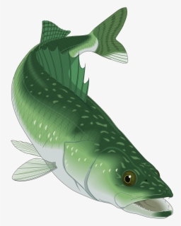 Transparent Walleye Fish Clip Art , Free Transparent Clipart - ClipartKey