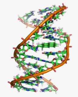 Ancestry Dna Match Icon , Free Transparent Clipart - ClipartKey
