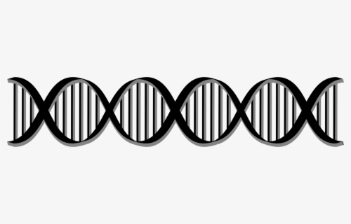 Ancestry Dna Match Icon , Free Transparent Clipart - ClipartKey