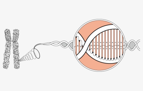 Free Dna Clip Art with No Background - ClipartKey