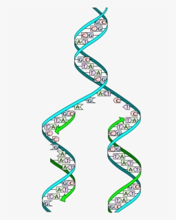 Dna Page 35 Images - Dna Replication , Free Transparent Clipart ...