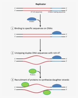 Transparent Dna Clipart - Initiation Phase Dna Replication , Free ...