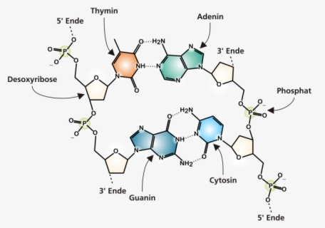 Dna Structure Png - Chemical Diagram Of Dna , Free Transparent Clipart ...