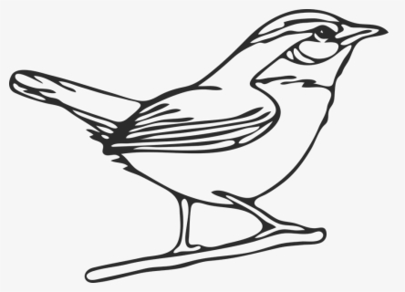 Transparent Mockingbird Png - Northern Mockingbird Png , Free ...