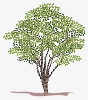 Spring Tree Clipart Transparent - Tree In Spring Clipart , Free ...