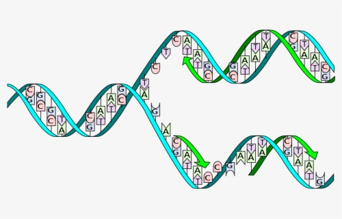 Free Dna Clip Art with No Background - ClipartKey