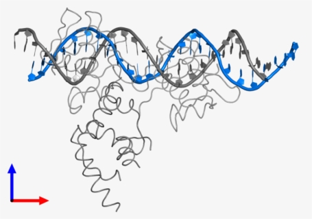 How To Draw Dna - Dna Easy Drawing , Free Transparent Clipart - ClipartKey