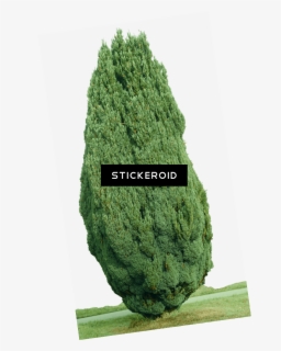 Cypress Tree Png - Imagenes De Arboles De Cipres , Free Transparent ...