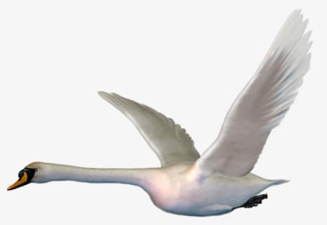 Free Geese Clip Art with No Background - ClipartKey
