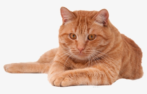 Free Orange Cat Clip Art with No Background - ClipartKey
