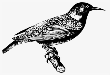 Clip Art Of Koyal , Free Transparent Clipart - ClipartKey